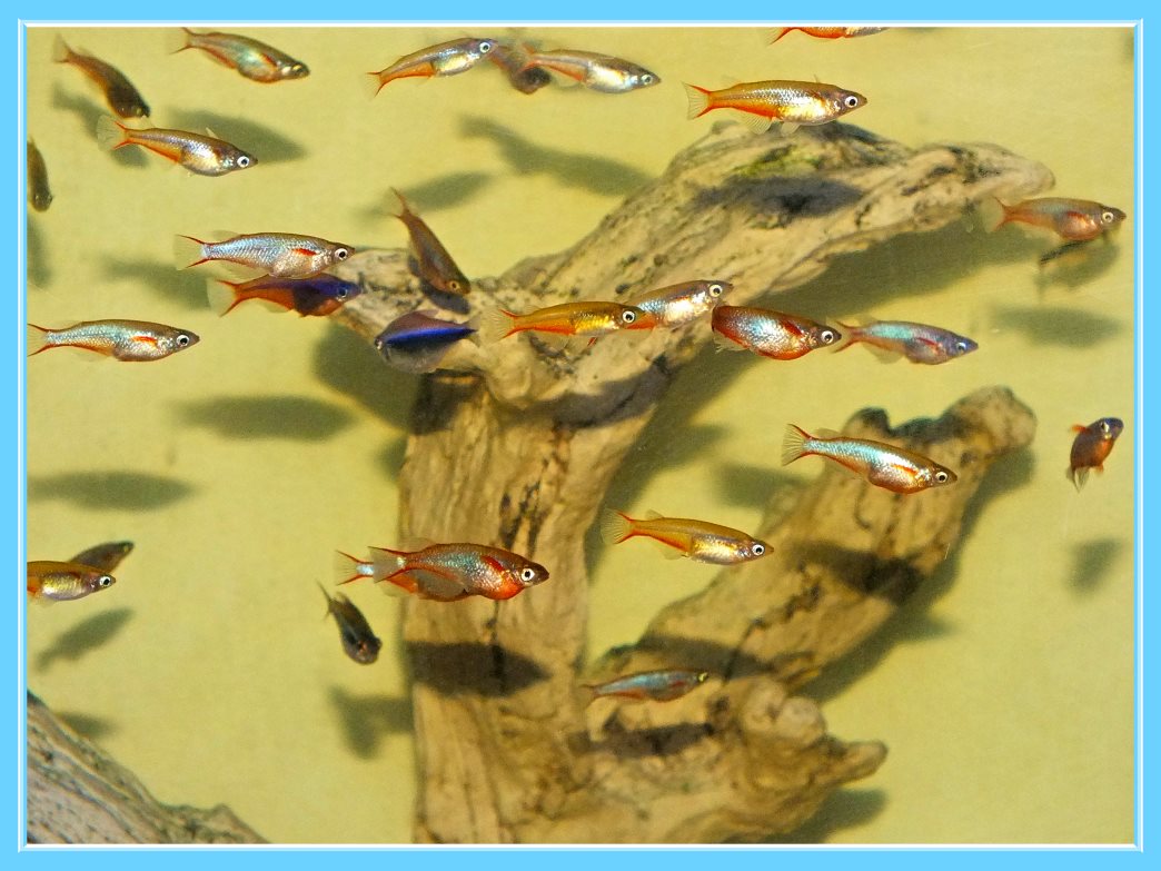 Daisy’s Neon Blue Ricefish (1) Photo by Thomas Peace c. 2017 | Tom's ...