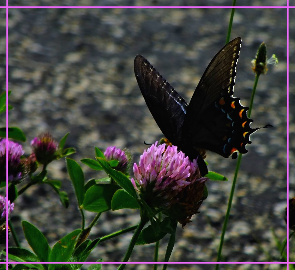 Wise Blossoms Flower Beyond Preserve… | Tom's Nature-up-close ...