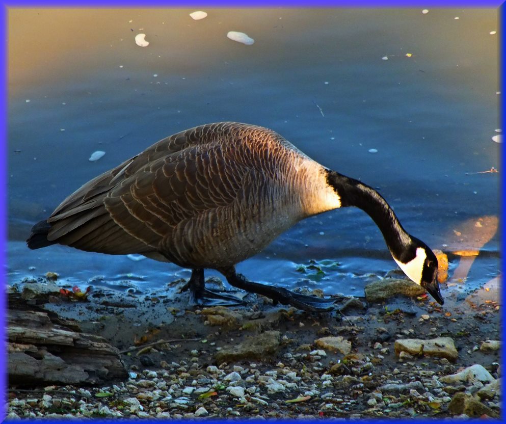 Take a Gander (1) Photo by Thomas Peace c. 2017 | Tom's Nature-up-close ...