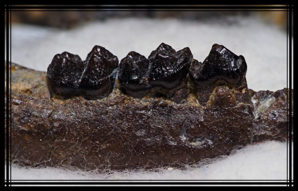 Pristine Perception… (and Proto-Primate Jaw) | Tom's Nature-up-close ...