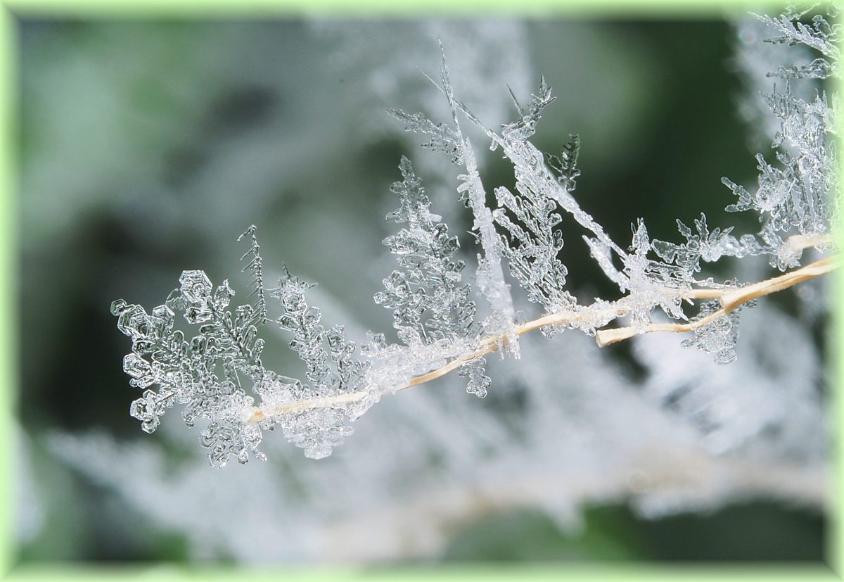 How do you look at occurrences? It matters… | Tom's Nature-up-close ...