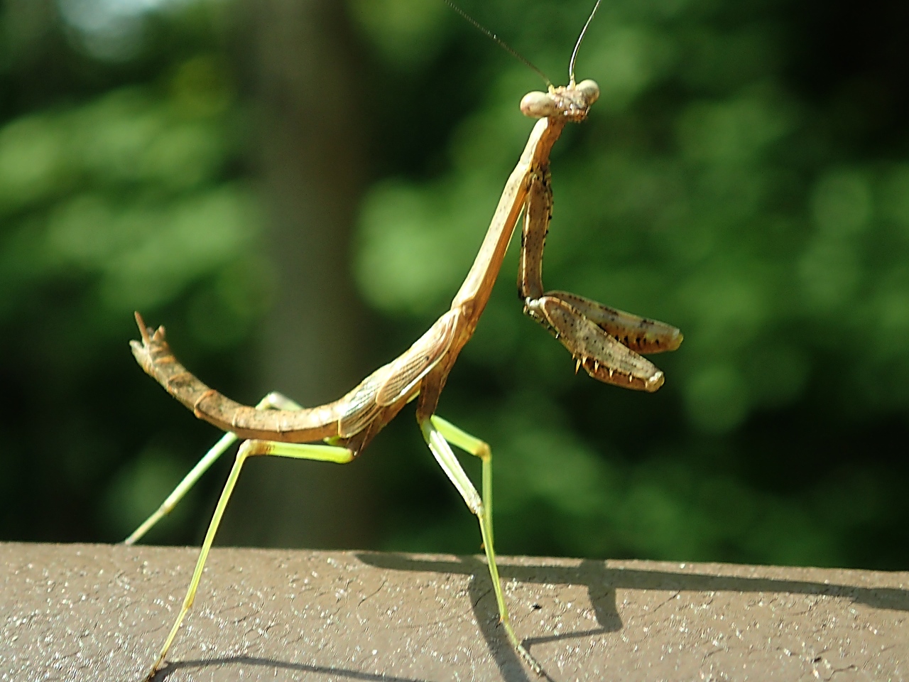 The Confined Dimensions of Limited Perception… | Tom's Nature-up-close ...