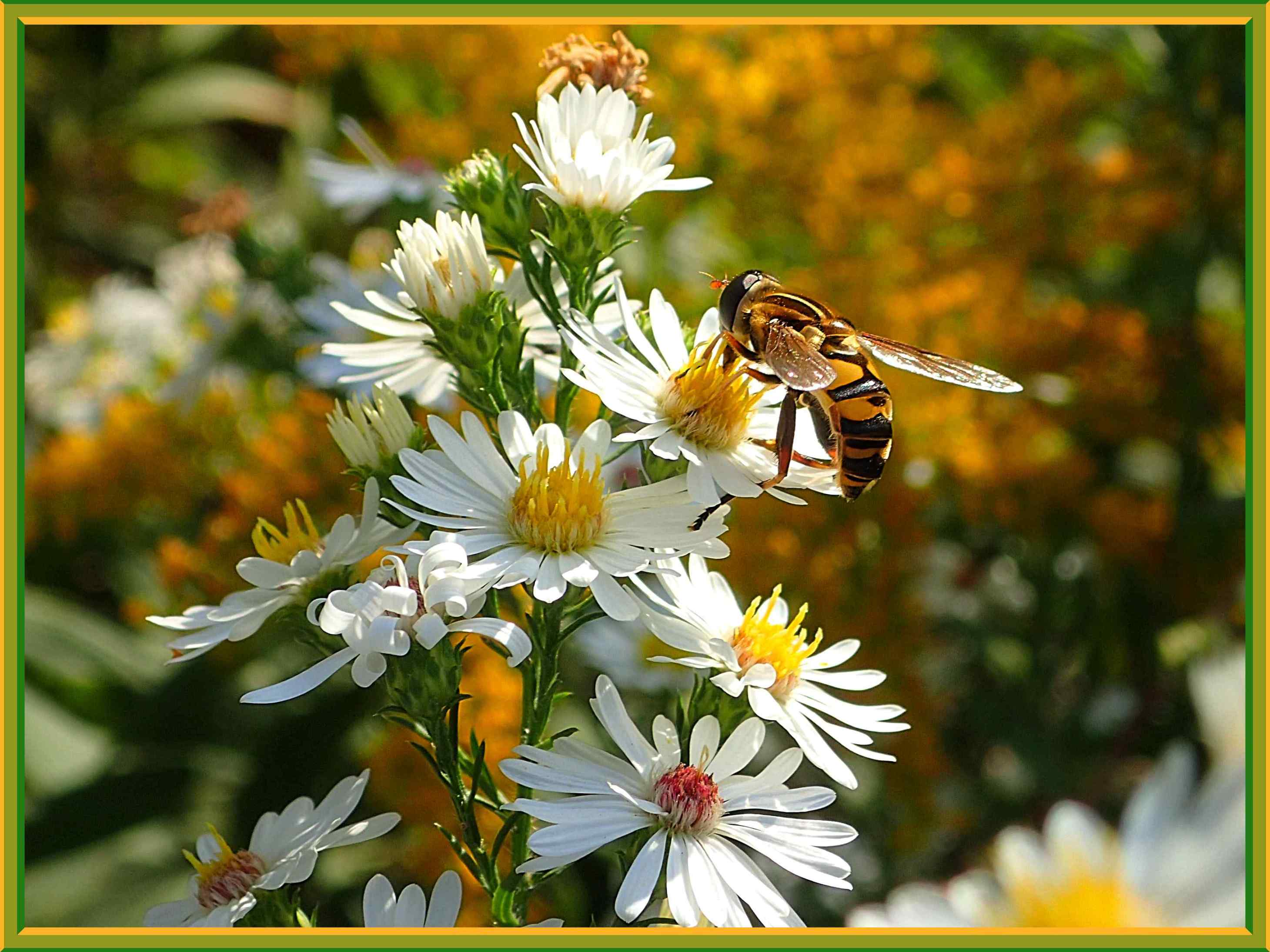 Tom's Nature-up-close Photography and Mindfulness Blog | Mindfulness ...