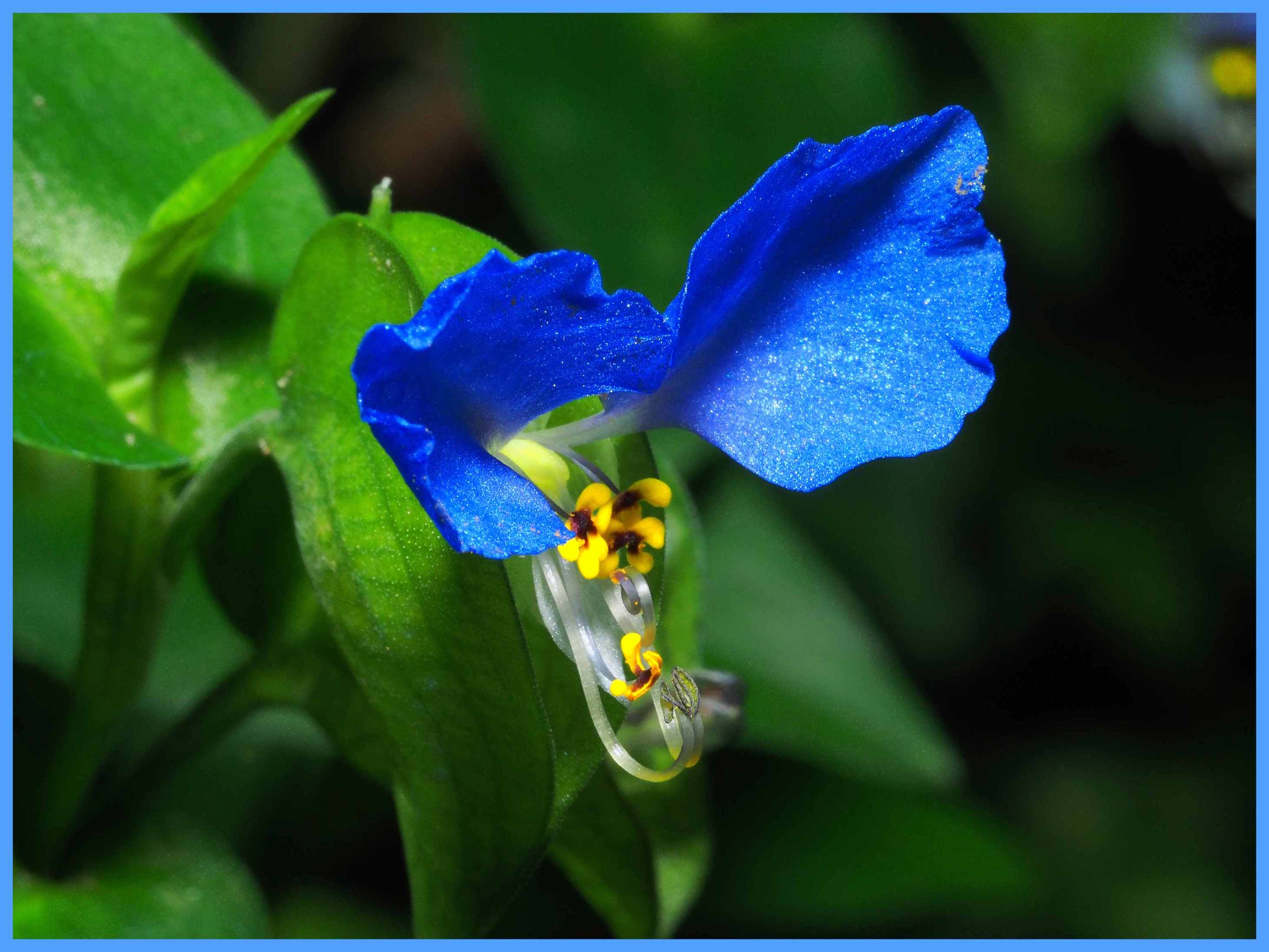 Happy New Year! | Tom's Nature-up-close Photography and Mindfulness Blog